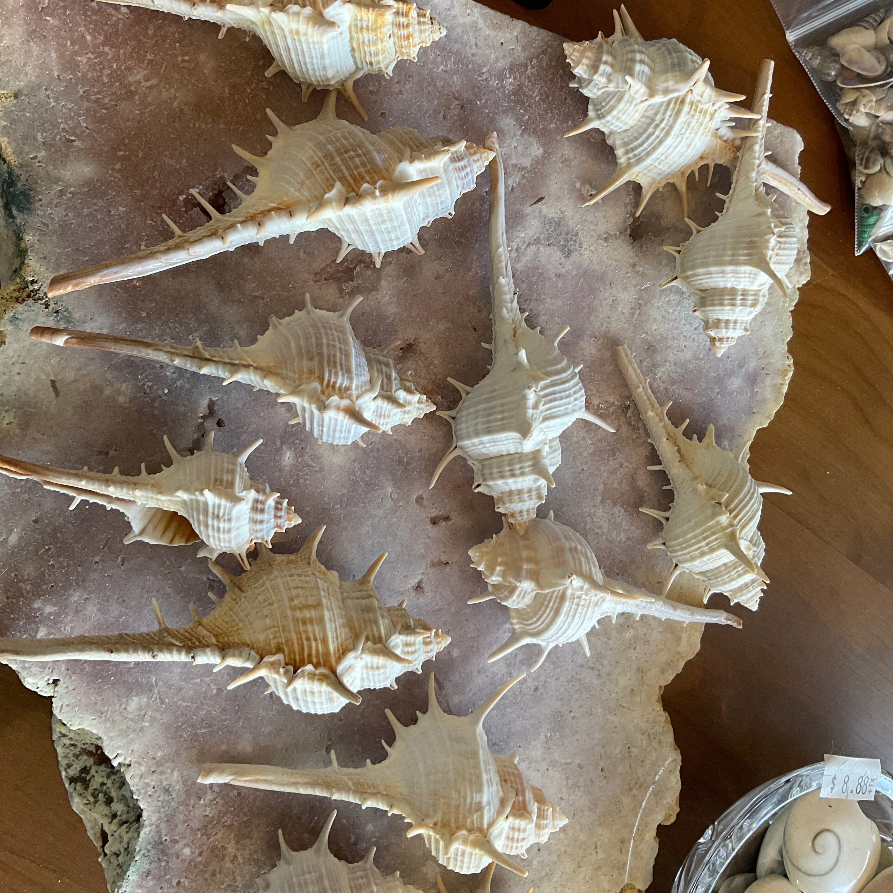 Mermaid Comb Shells – Moonlight And Sage Shop