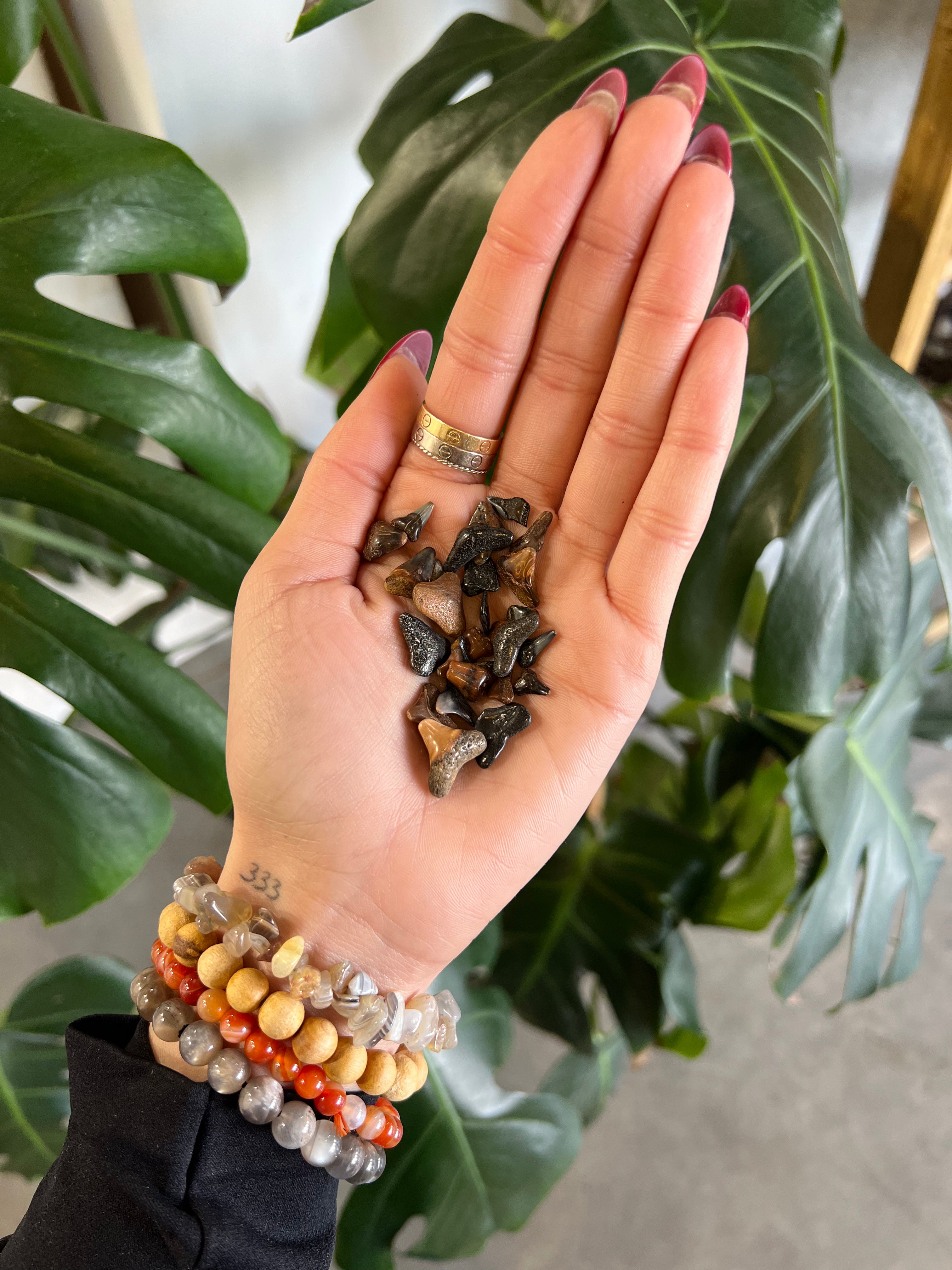 10-Piece Shark Teeth Set – Moonlight And Sage Shop