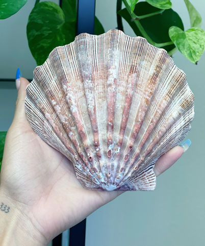 Lion's Paw Seashell – Moonlight And Sage Shop